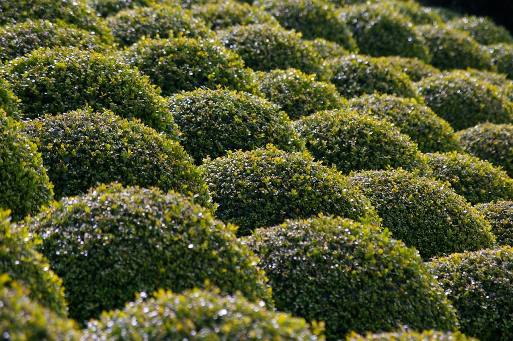 Broadleaf Evergreens - Augustine Nursery