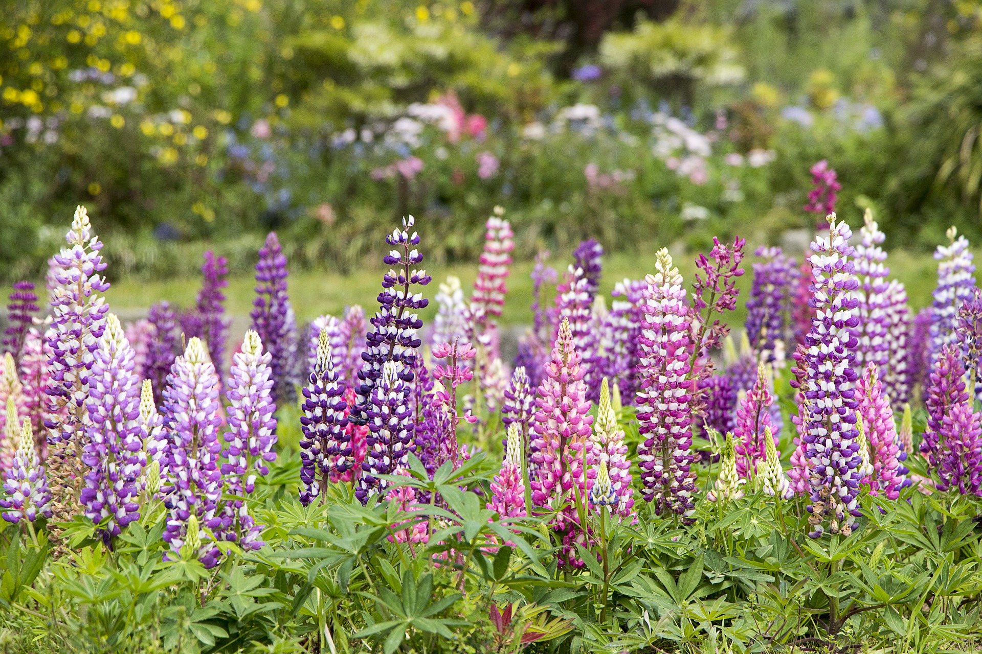 The Flowers of July - Augustine Nursery