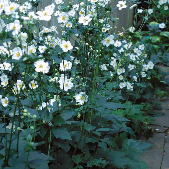Top 10 Fall Flowers for Your Garden - Augustine Nursery