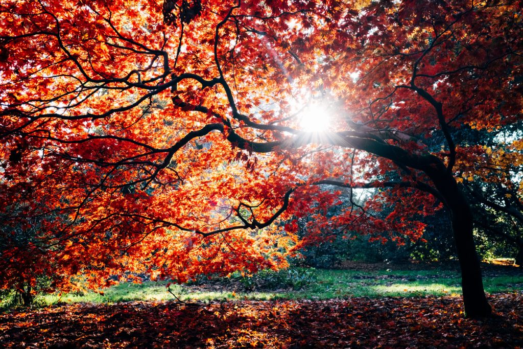 Leaving Your Falling Leaves Alone - Augustine Nursery