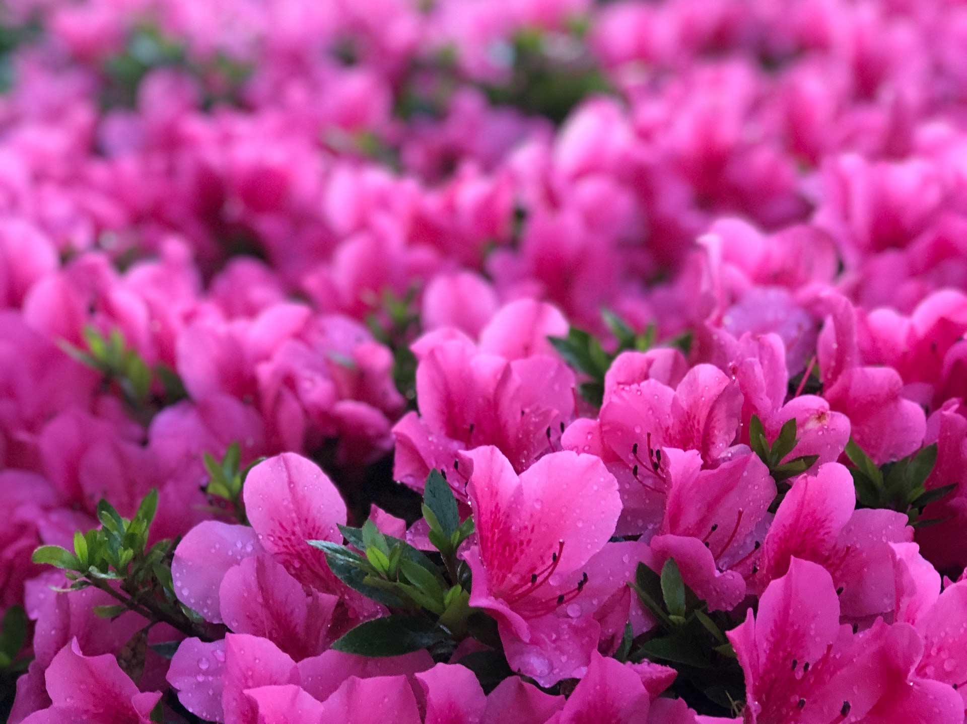 Rhodies & Azaleas - Augustine Nursery
